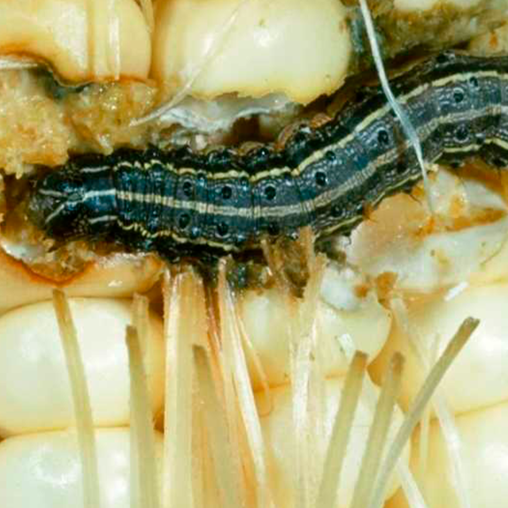 SABER MÁS MAÍZ – CBISA