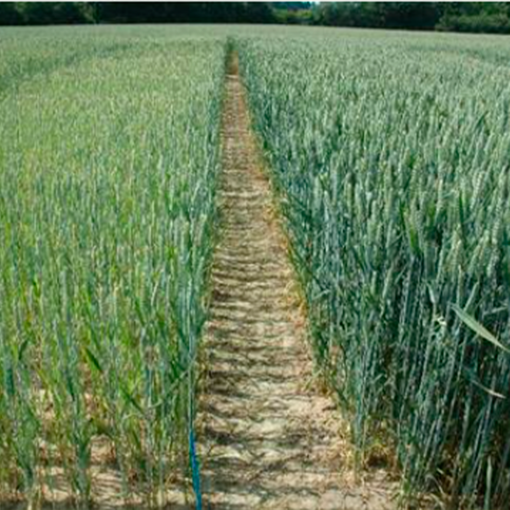 SABER MÁS TRIGO – CBISA