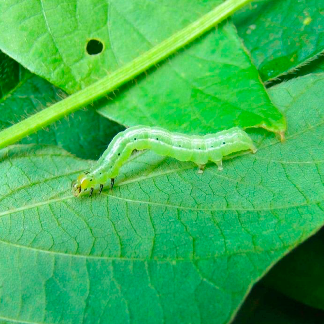 SABER MÁS SOJA – CBISA