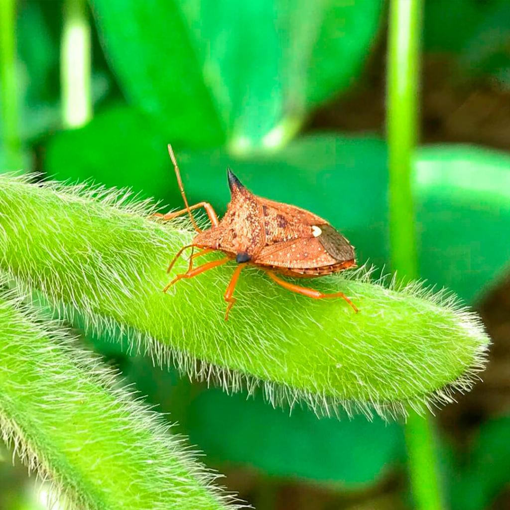SABER MÁS SOJA – CBISA